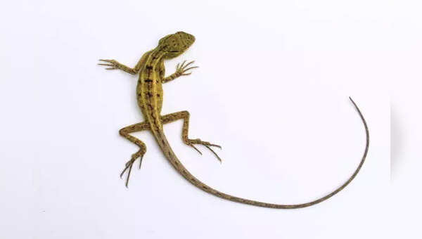 What it means to see a lizard in your house? | Spirituality News, Times Now