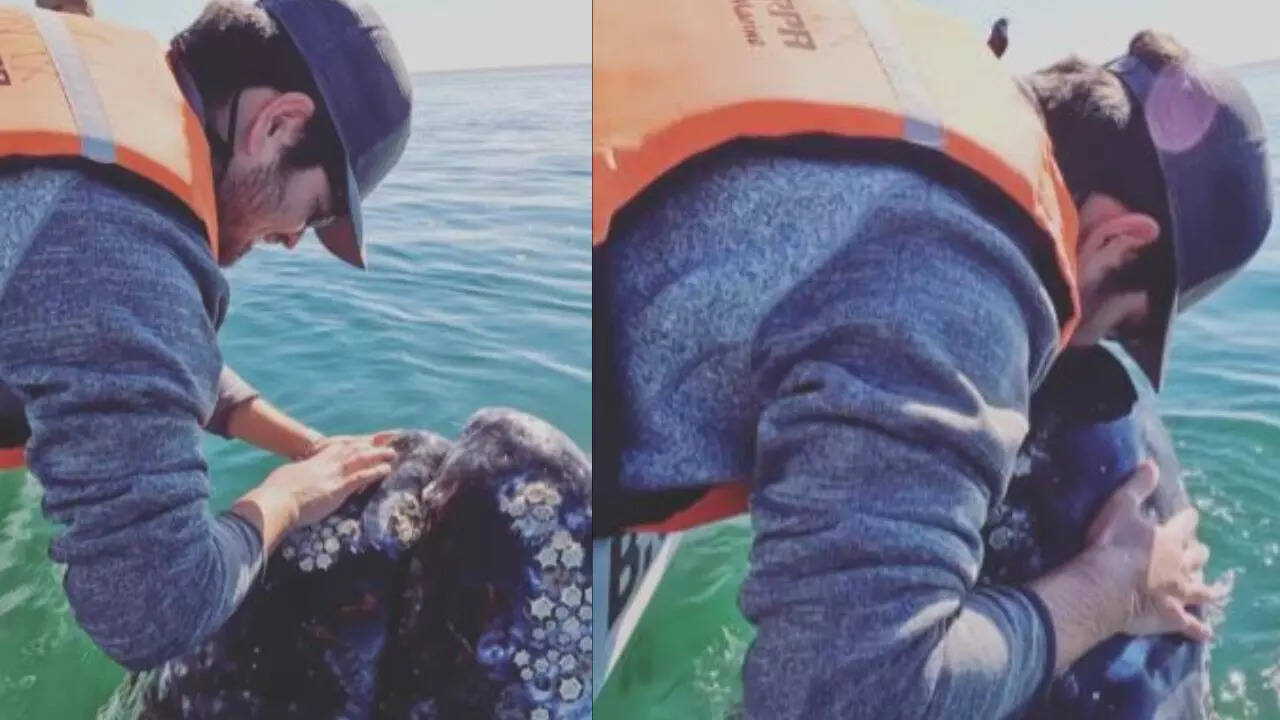 Man Fearlessly Kisses and Pets Whale, Viral Video Shocks Internet ...