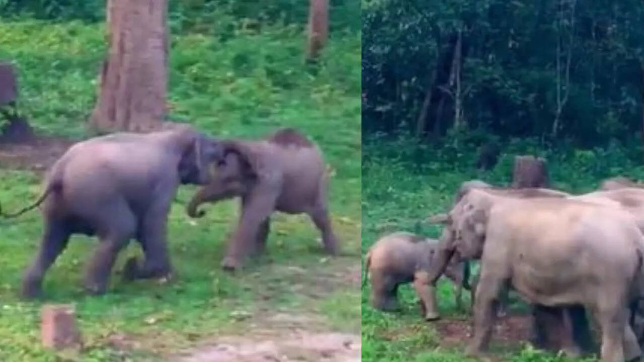Viral Video | Baby Elephants Fighting In Jungle Is An Adorable Watch ...