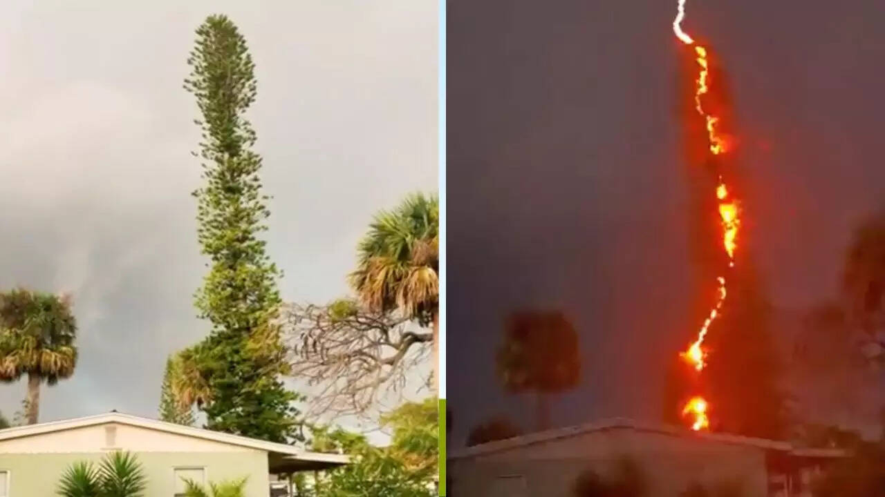 Viral Video: Florida Man Records Exact Moment Lightning Strikes Tree ...