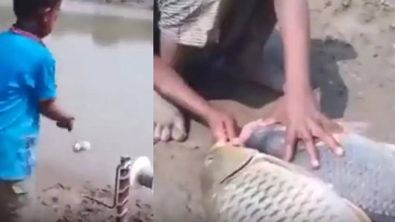Video | Clever Boy's Fish Catching Technique Goes Viral, Netizens Are ...