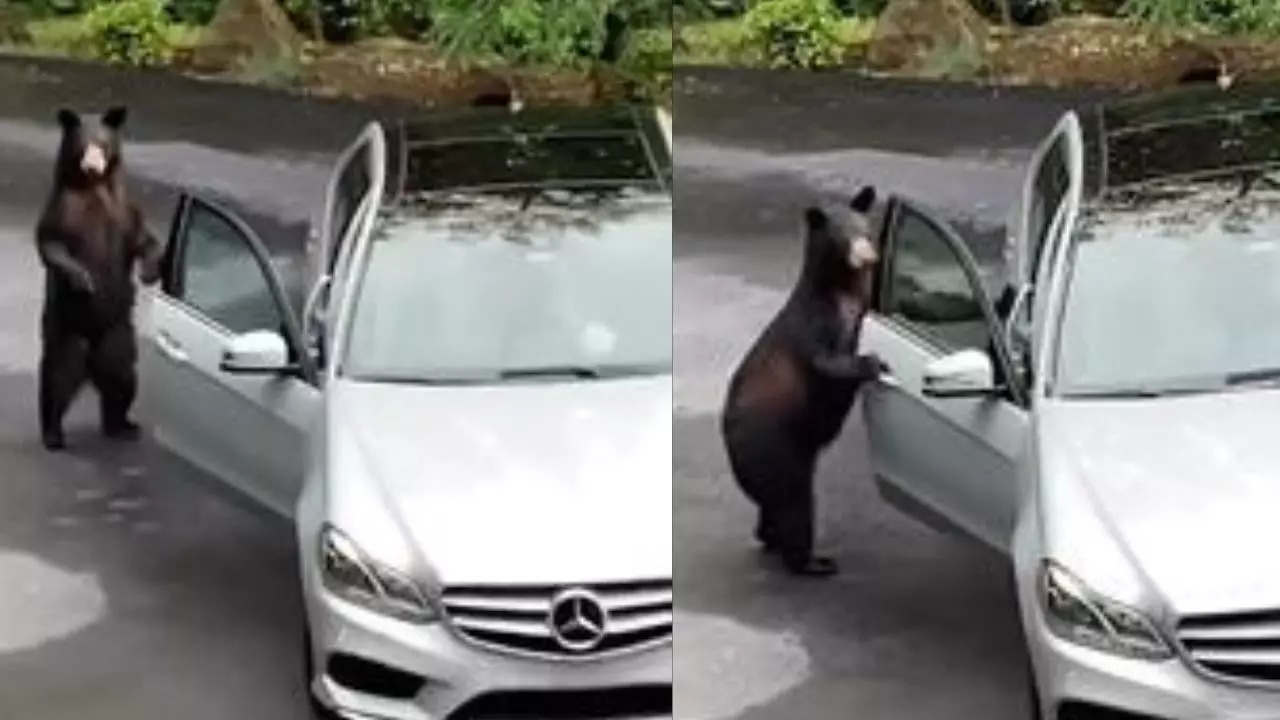 Viral Video | Massive Bear Walking On Hind Legs Opens Car Door And ...