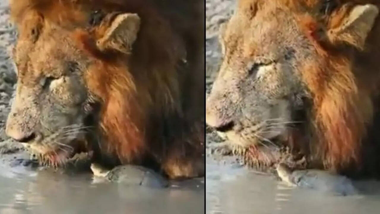 Viral Video: Tiny Turtle Chases Away Lion From Drinking Water From Its ...