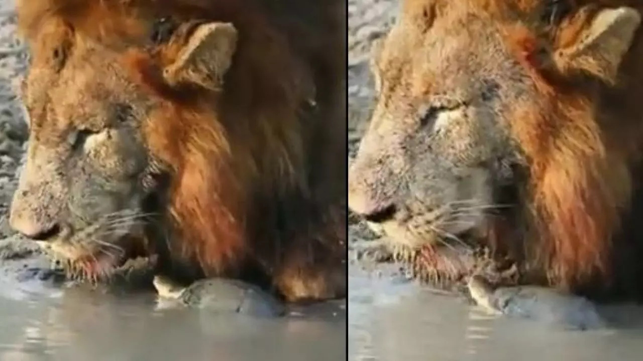 Viral Video: Tiny Turtle Chases Away Lion From Drinking Water From Its ...